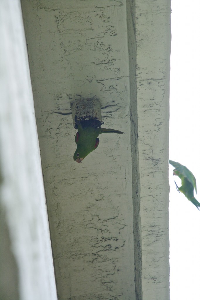 The Wild Green Parrots of Miami Beach – TRAVELLING BANANA