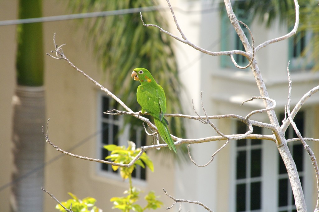 The Wild Green Parrots of Miami Beach – TRAVELLING BANANA