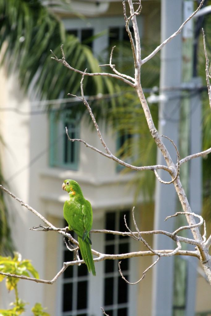 The Wild Green Parrots of Miami Beach – TRAVELLING BANANA